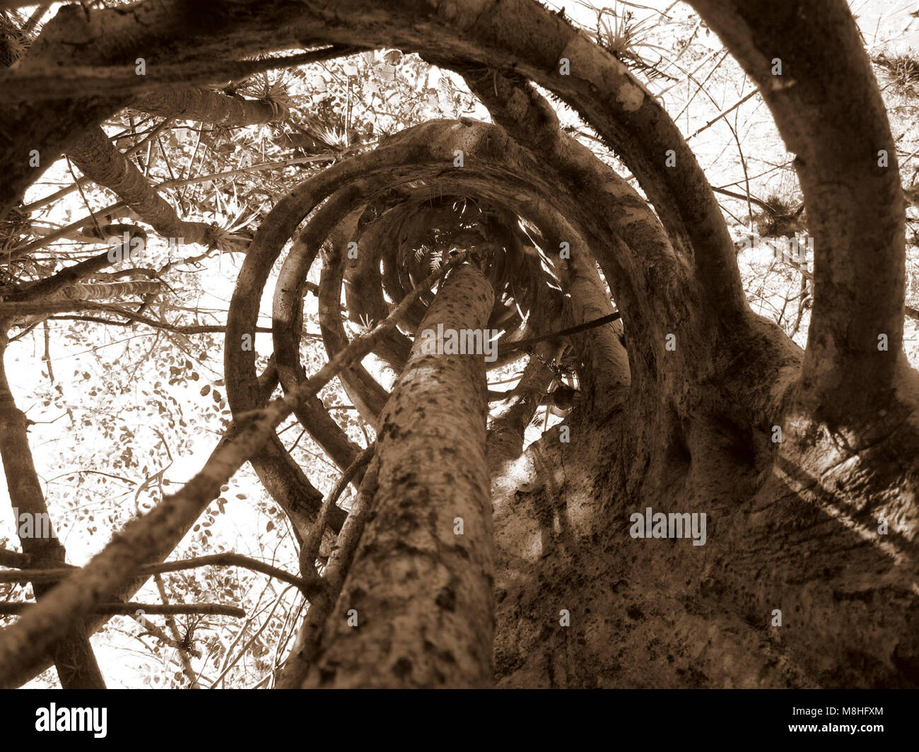 strangler fig. The original tree that this fig grew around died and ...