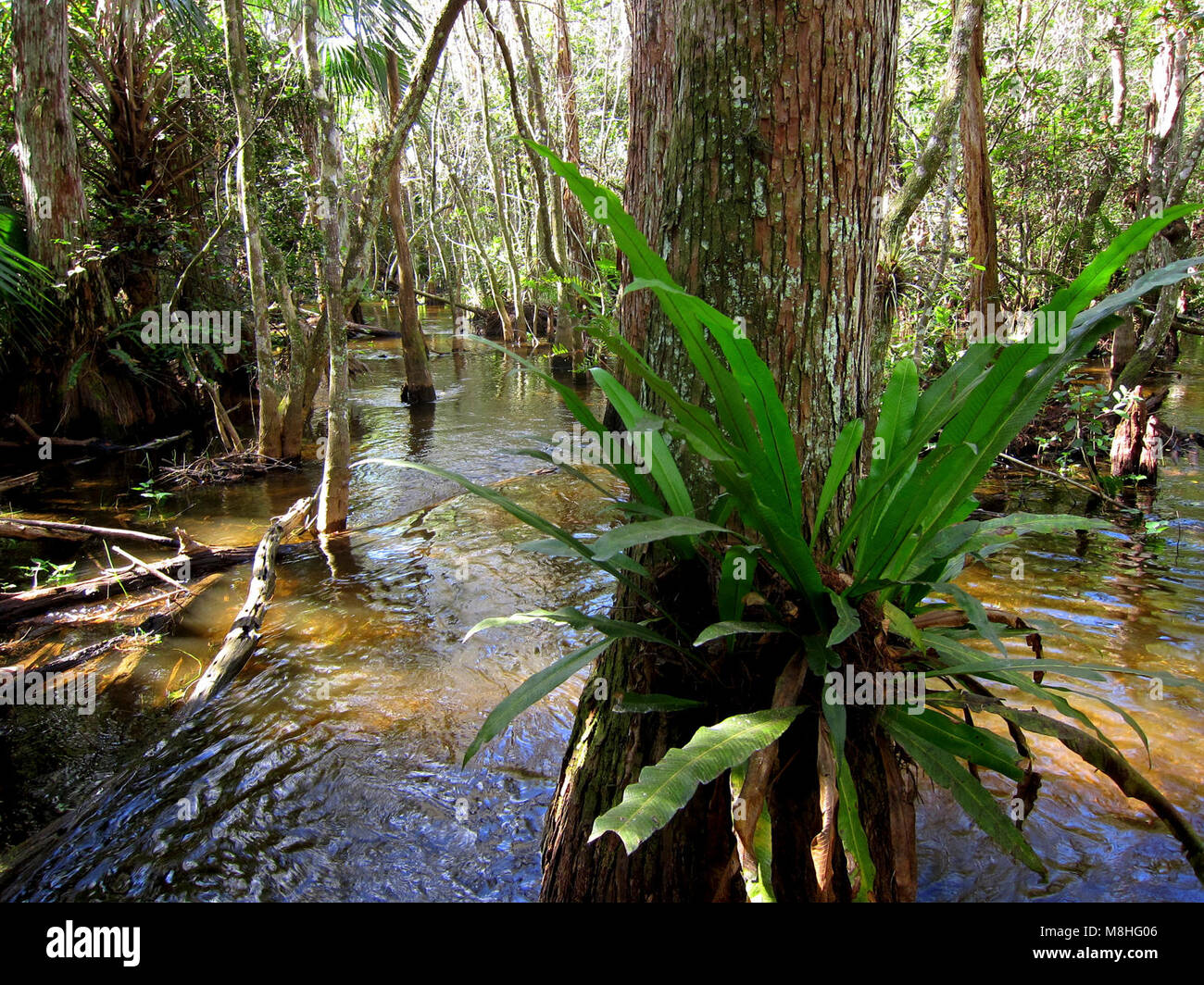 Strap fern hi-res stock photography and images - Alamy
