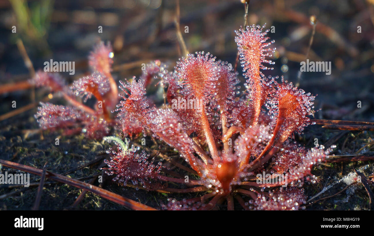 Sundew usa hi-res stock photography and images - Alamy