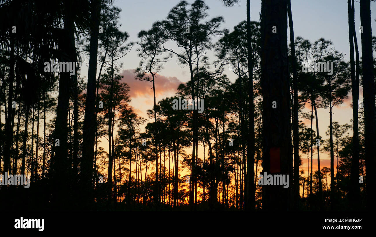 Sunset in a Pineland on the Florida Trail Stock Photo - Alamy