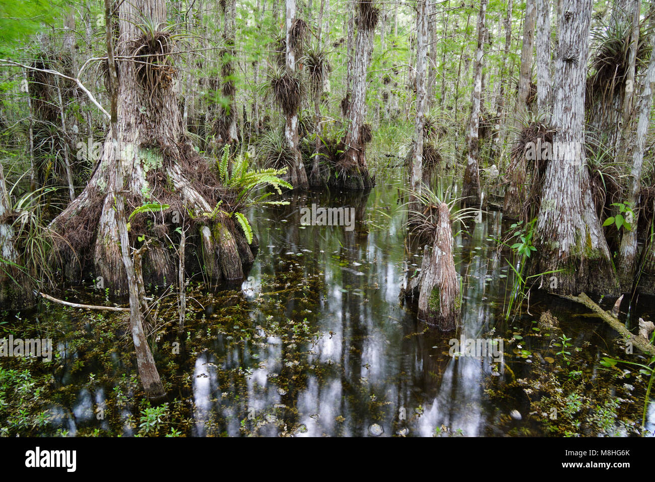 Swamp south of Oasis Stock Photo - Alamy