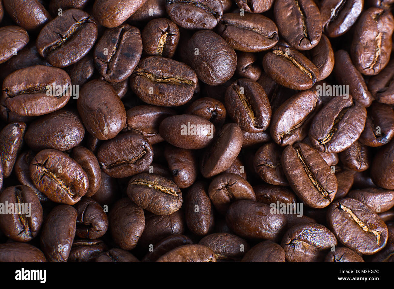 arabica coffee beans in Ecuador Stock Photo - Alamy