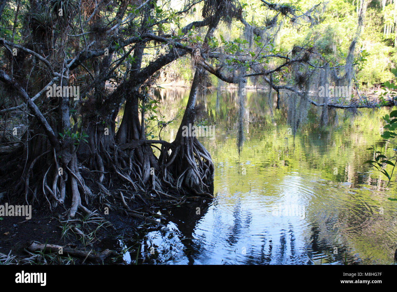 Strand of spanish moss hi-res stock photography and images - Alamy