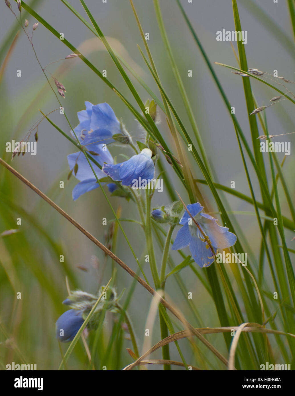 Tall Jacob's Ladder, Ikpek Lagoon. Around Ikpek Lagoon, colorful ...