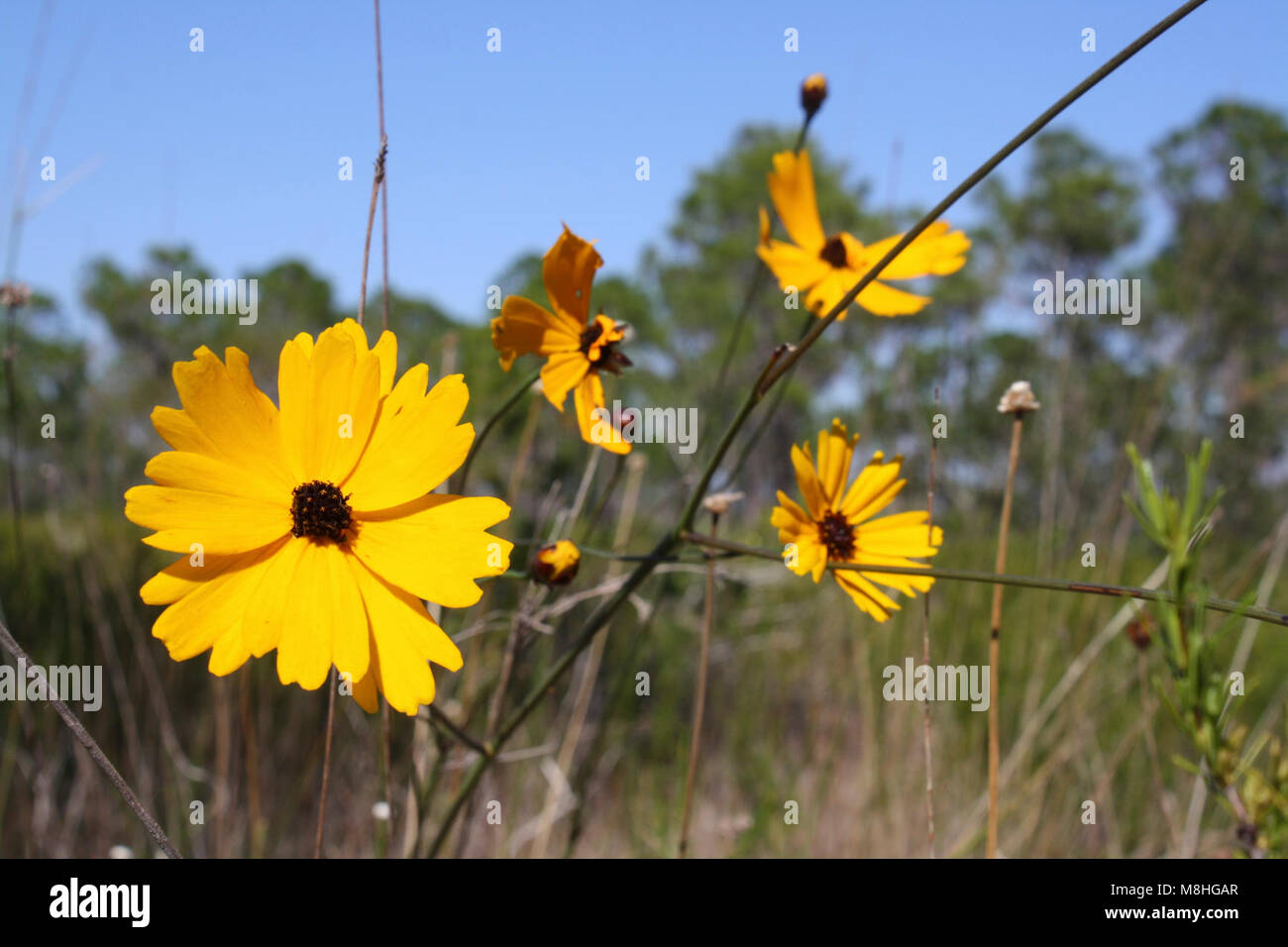 American tickseed hi-res stock photography and images - Alamy