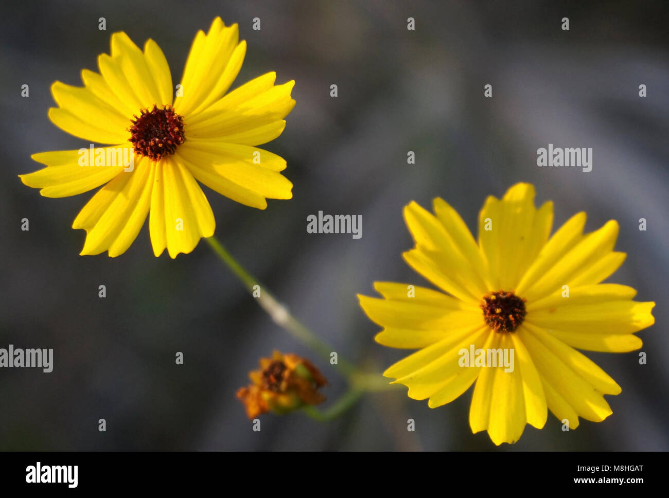 Tickseed florida hi-res stock photography and images - Alamy