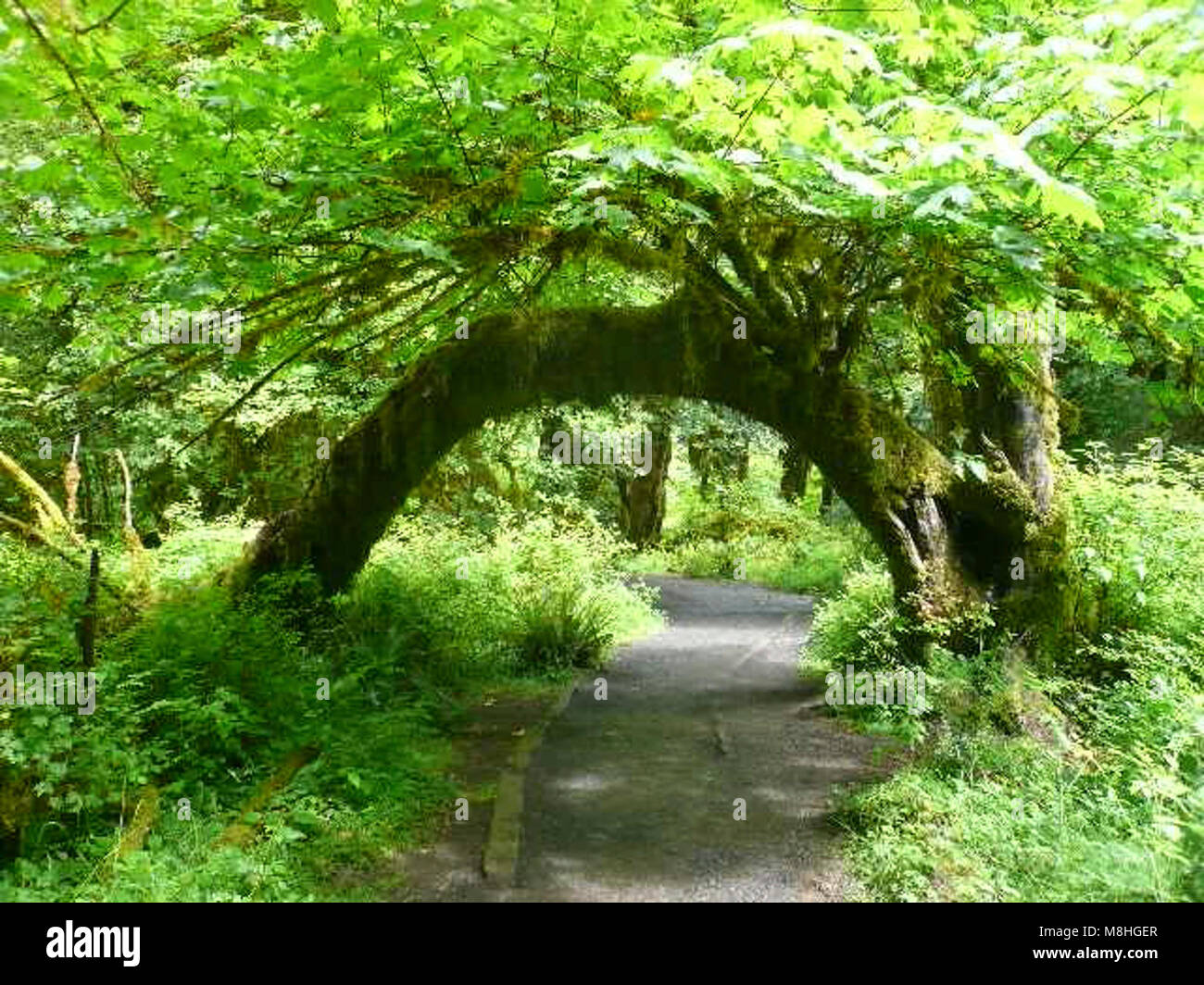 tree arch Hoh Stock Photo - Alamy