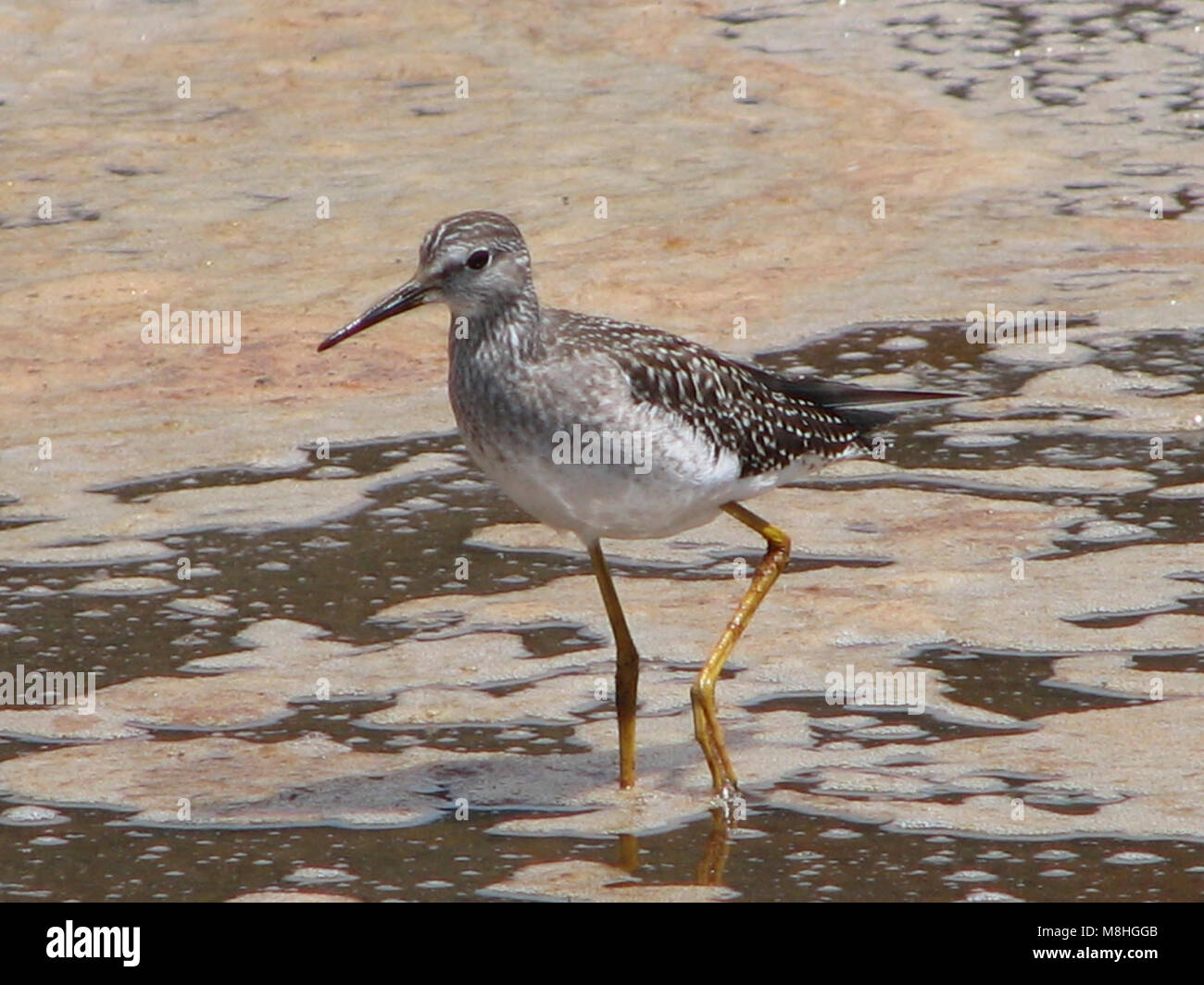 Tringa flavipes (Lesser Yellowlegs) Crescent Beach Stock Photo - Alamy