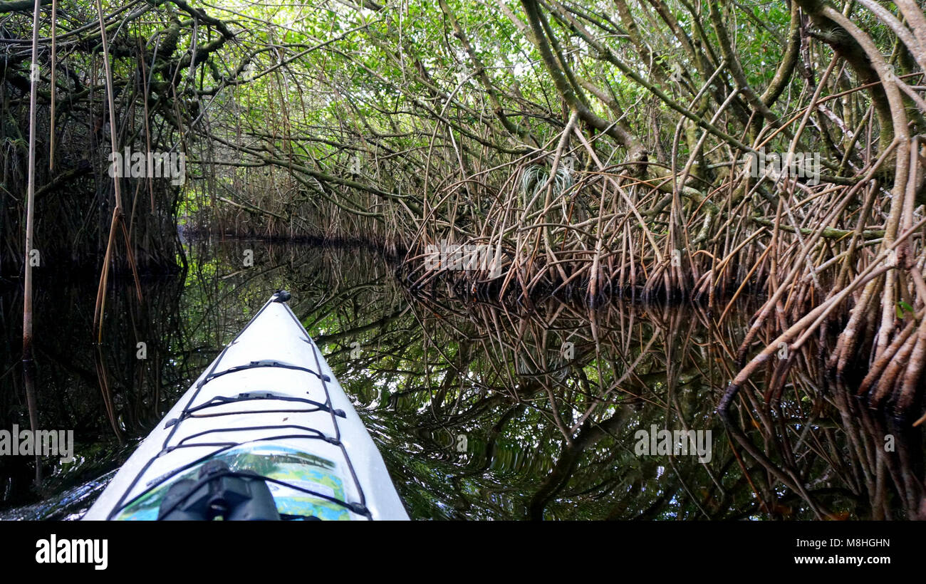 Turner River mangroves Stock Photo - Alamy