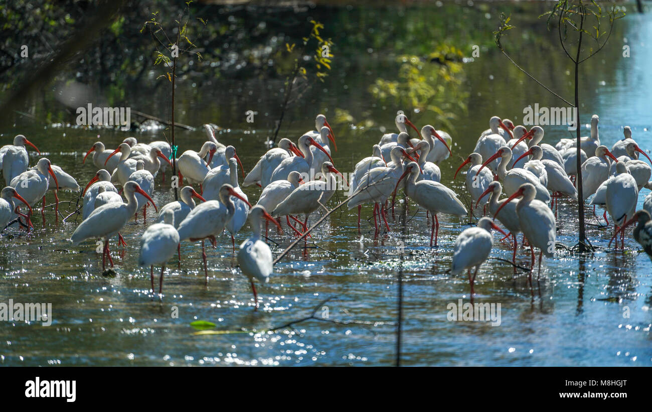 Turner River Road Stock Photo - Alamy