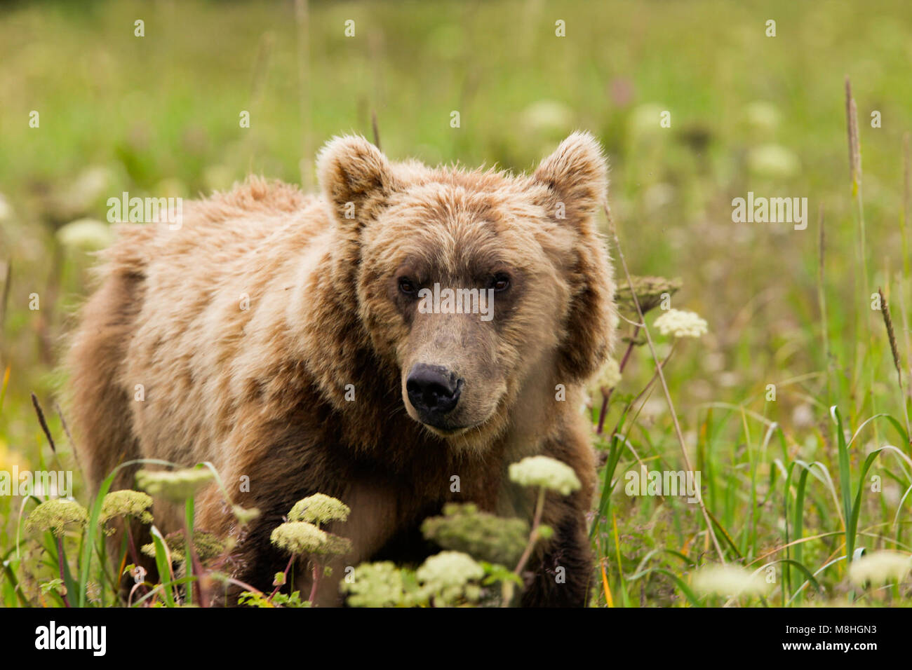 Chinitna bay hi-res stock photography and images - Alamy