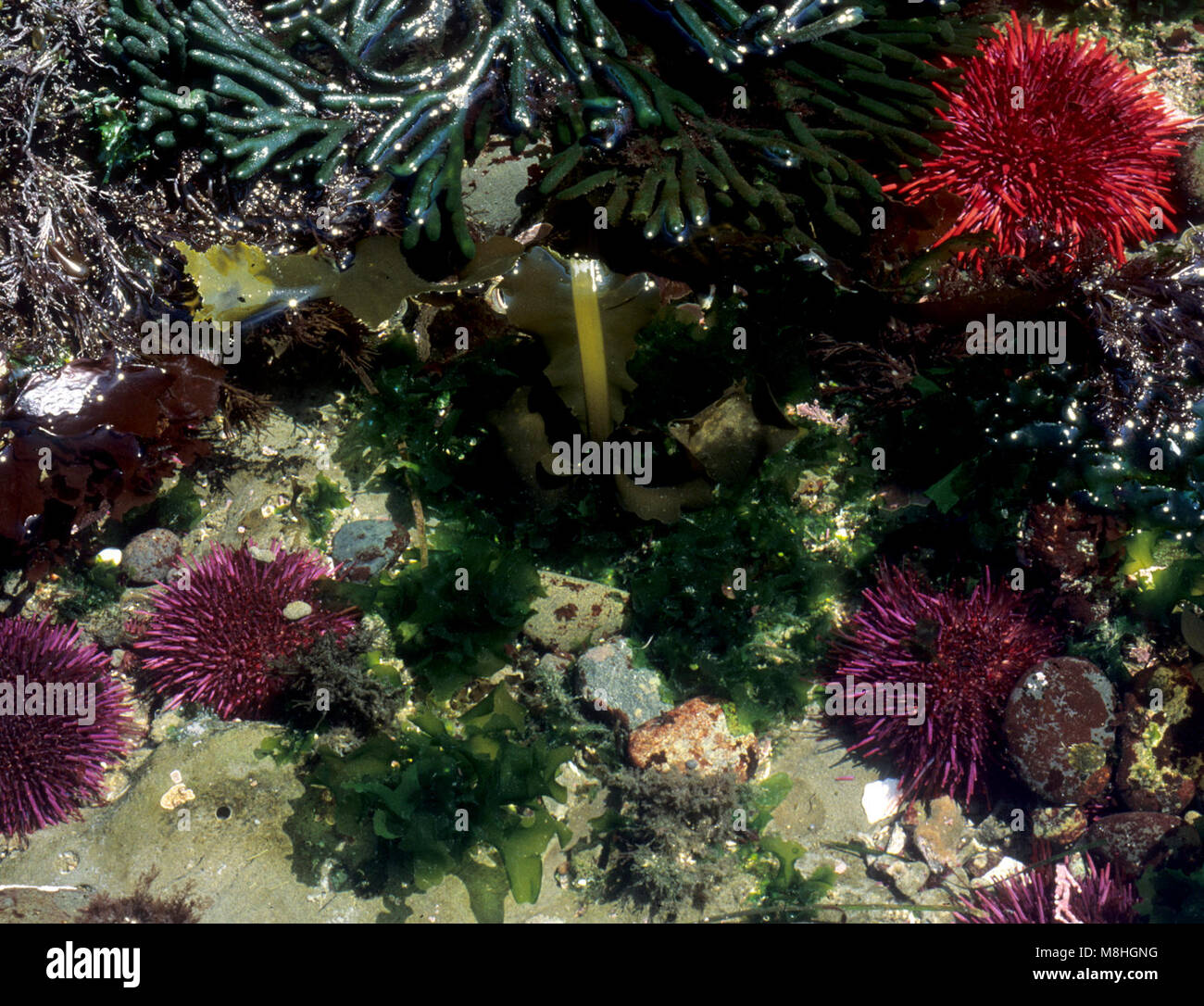 Tide pool creatures hi-res stock photography and images - Alamy