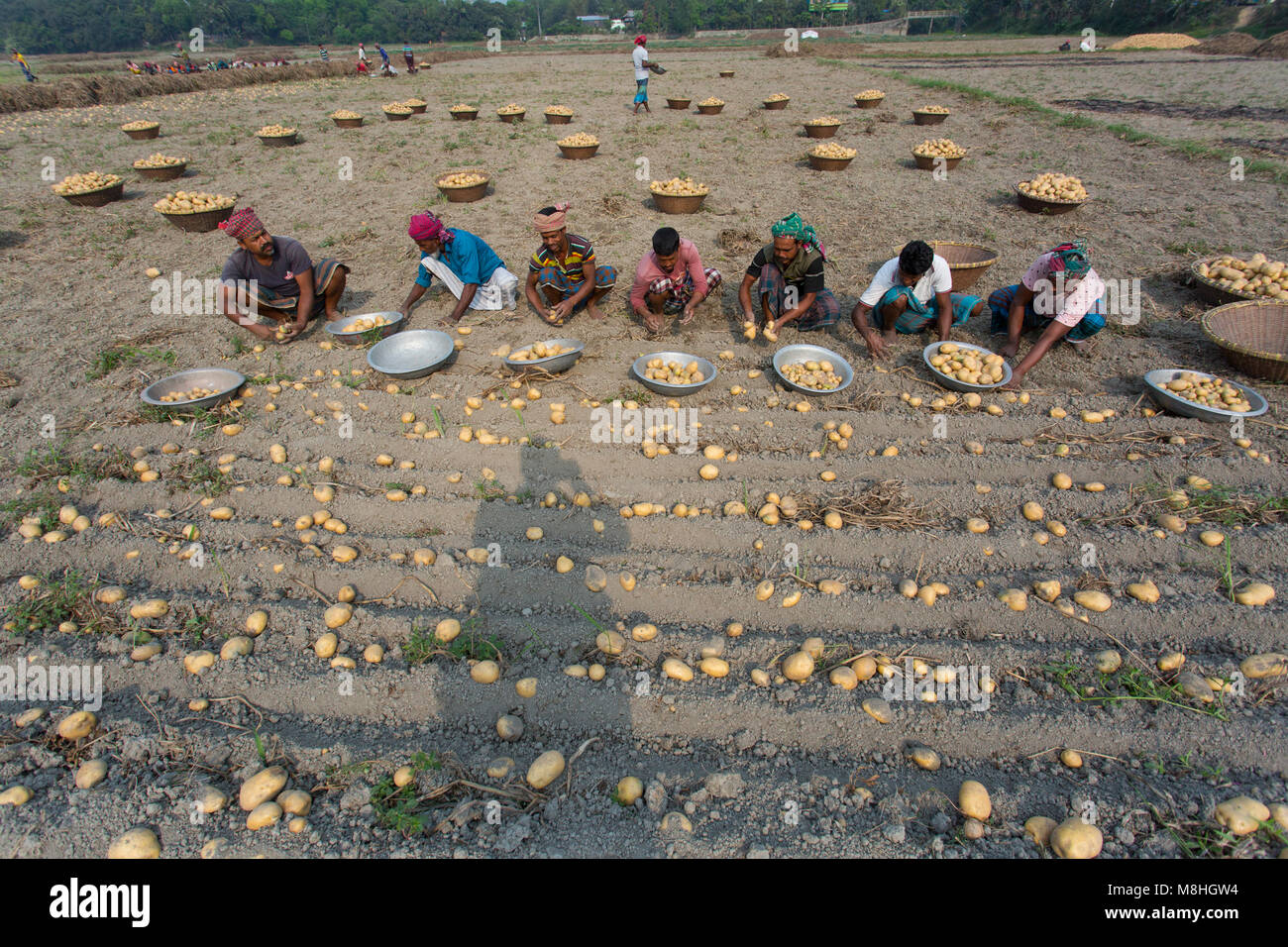 Farmers are busy to Harvest potato in a potato field, in Munshigonj ...