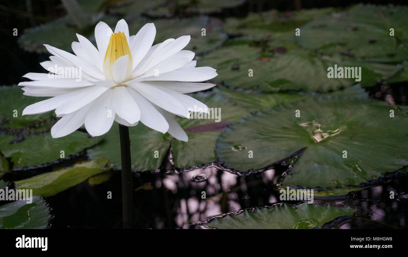 Water lily yellowstone hi-res stock photography and images - Alamy