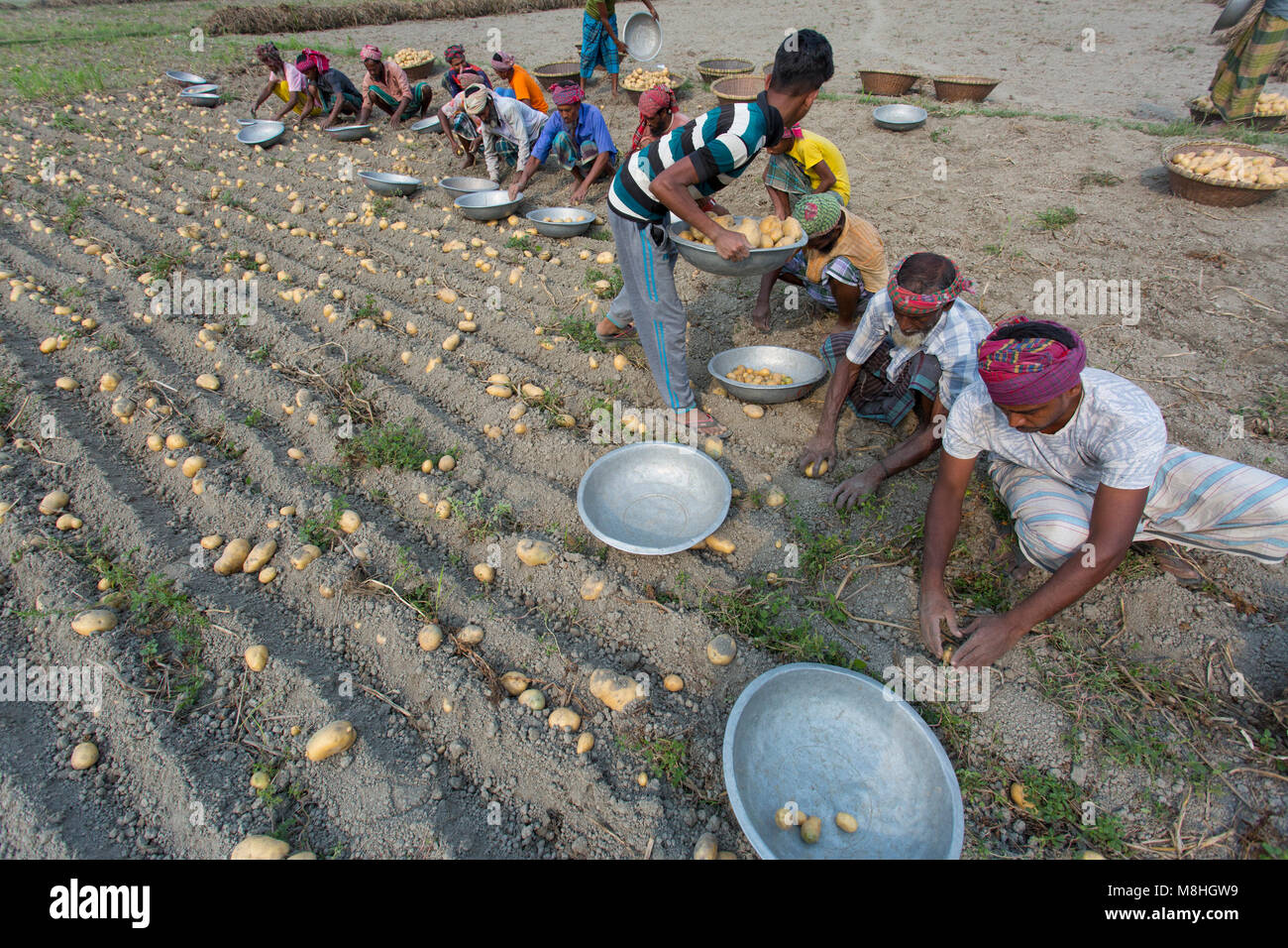 Potato cultivation in bangladesh hi-res stock photography and images ...