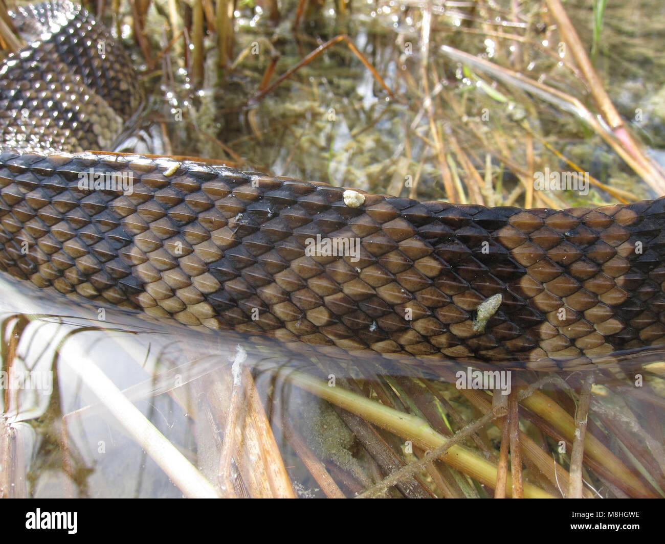 Water mocassin hi-res stock photography and images - Alamy