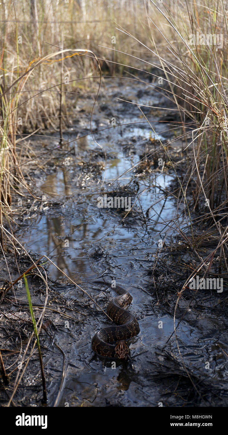 Moccasin lake nature park hi-res stock photography and images - Alamy