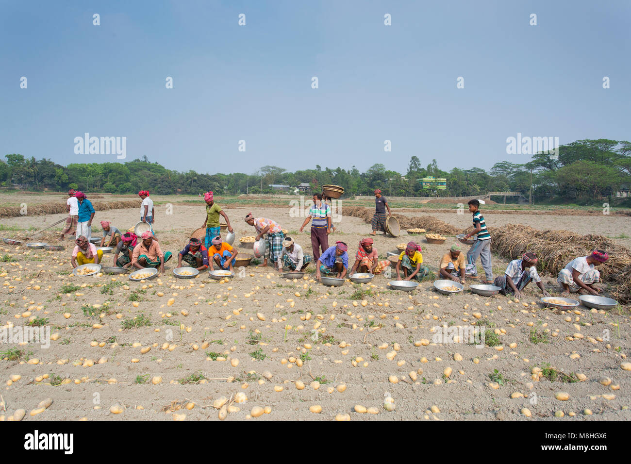 Farmers are busy to Harvest potato in a potato field, in Munshigonj ...