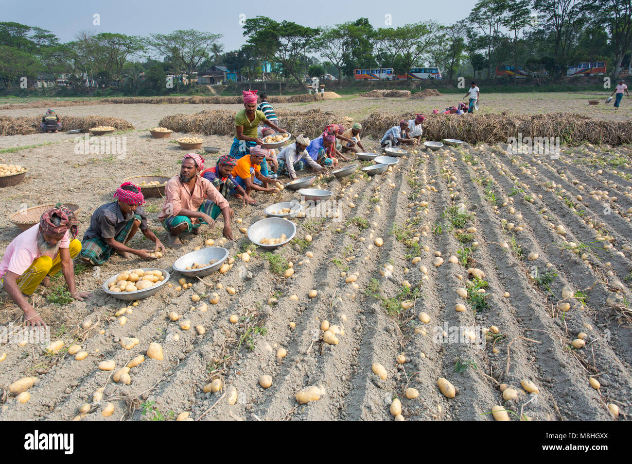 Potato cultivation in bangladesh hi-res stock photography and images ...