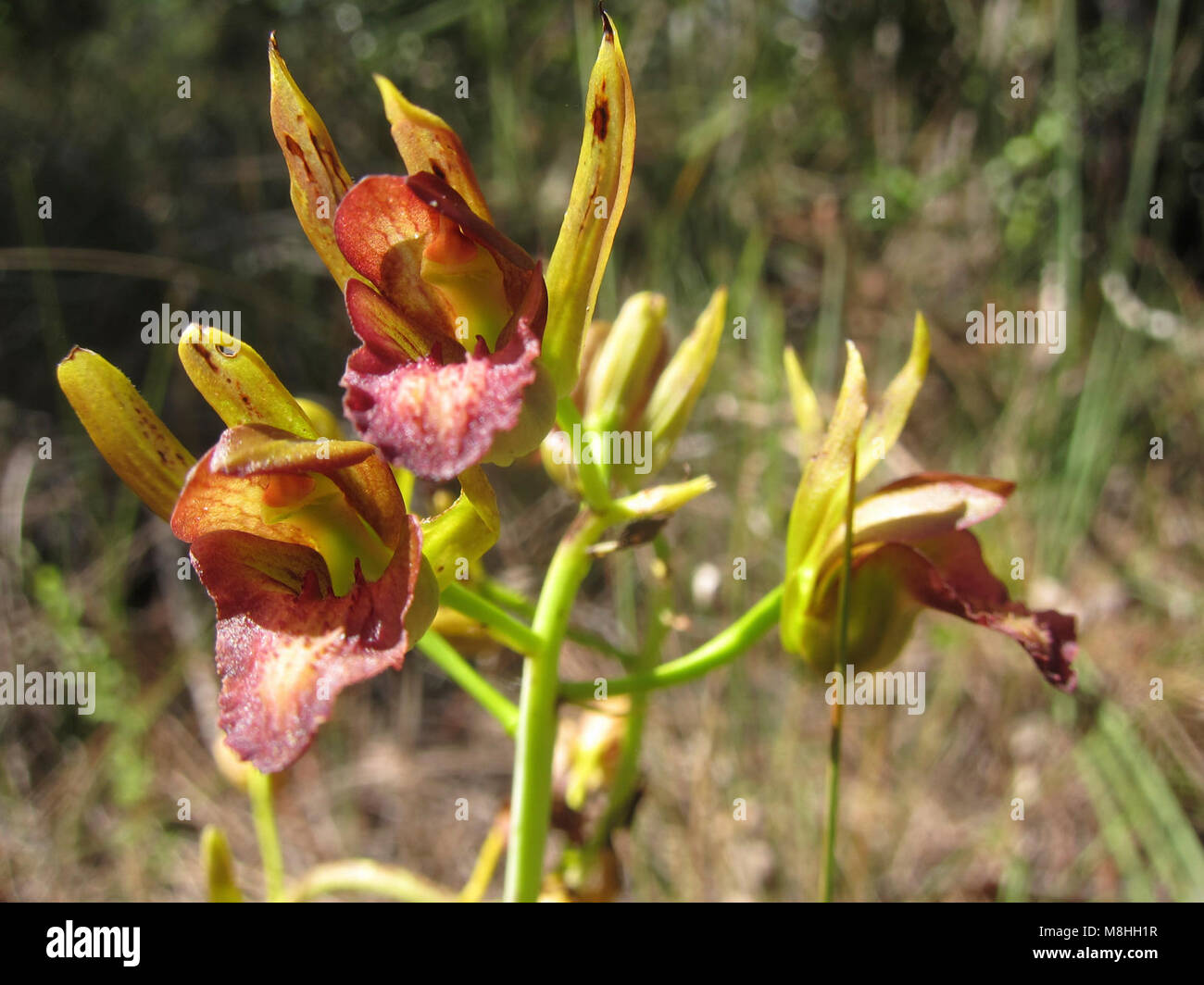 wild coco orchid Stock Photo - Alamy