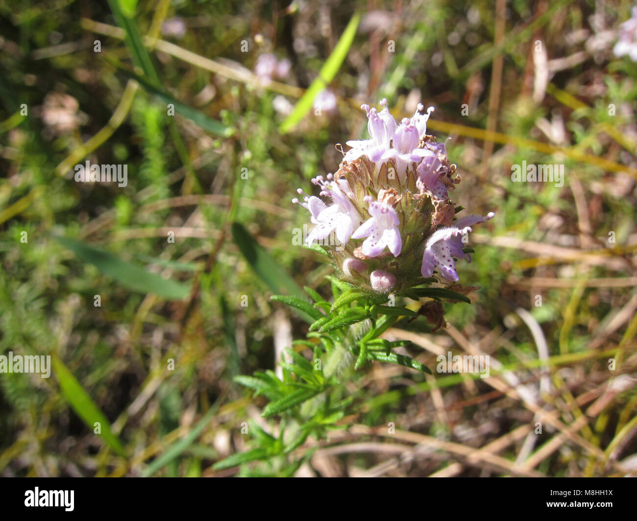 American pennyroyal hi-res stock photography and images - Alamy