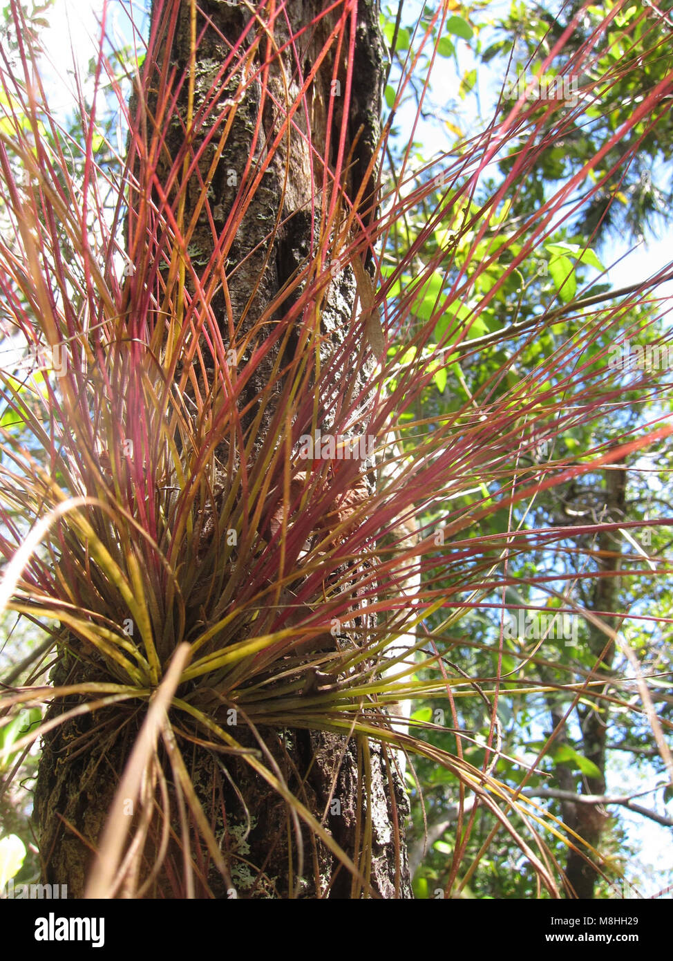 Wild Pine Bromeliad Stock Photo - Alamy