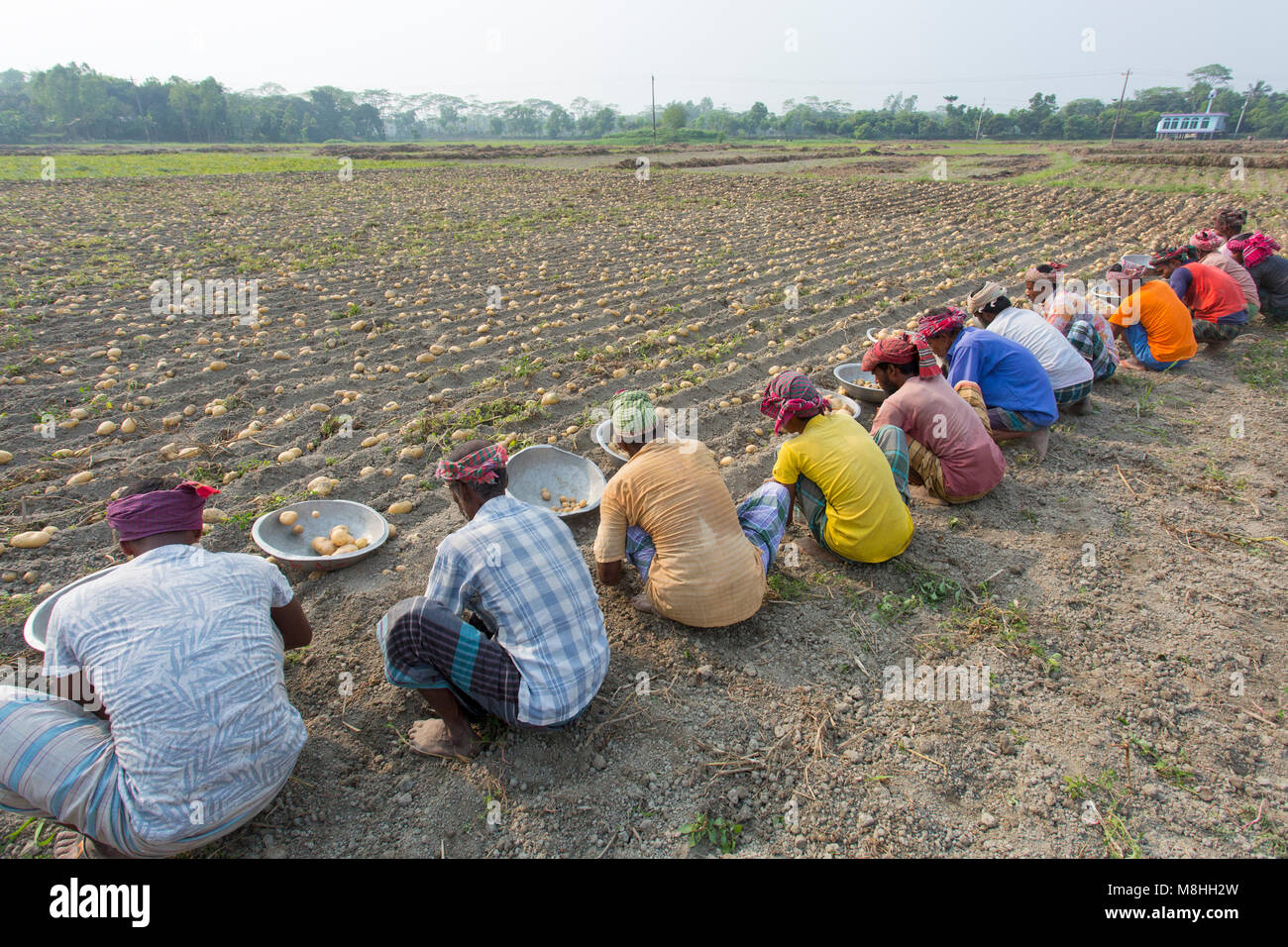 Potato cultivation in bangladesh hi-res stock photography and images ...