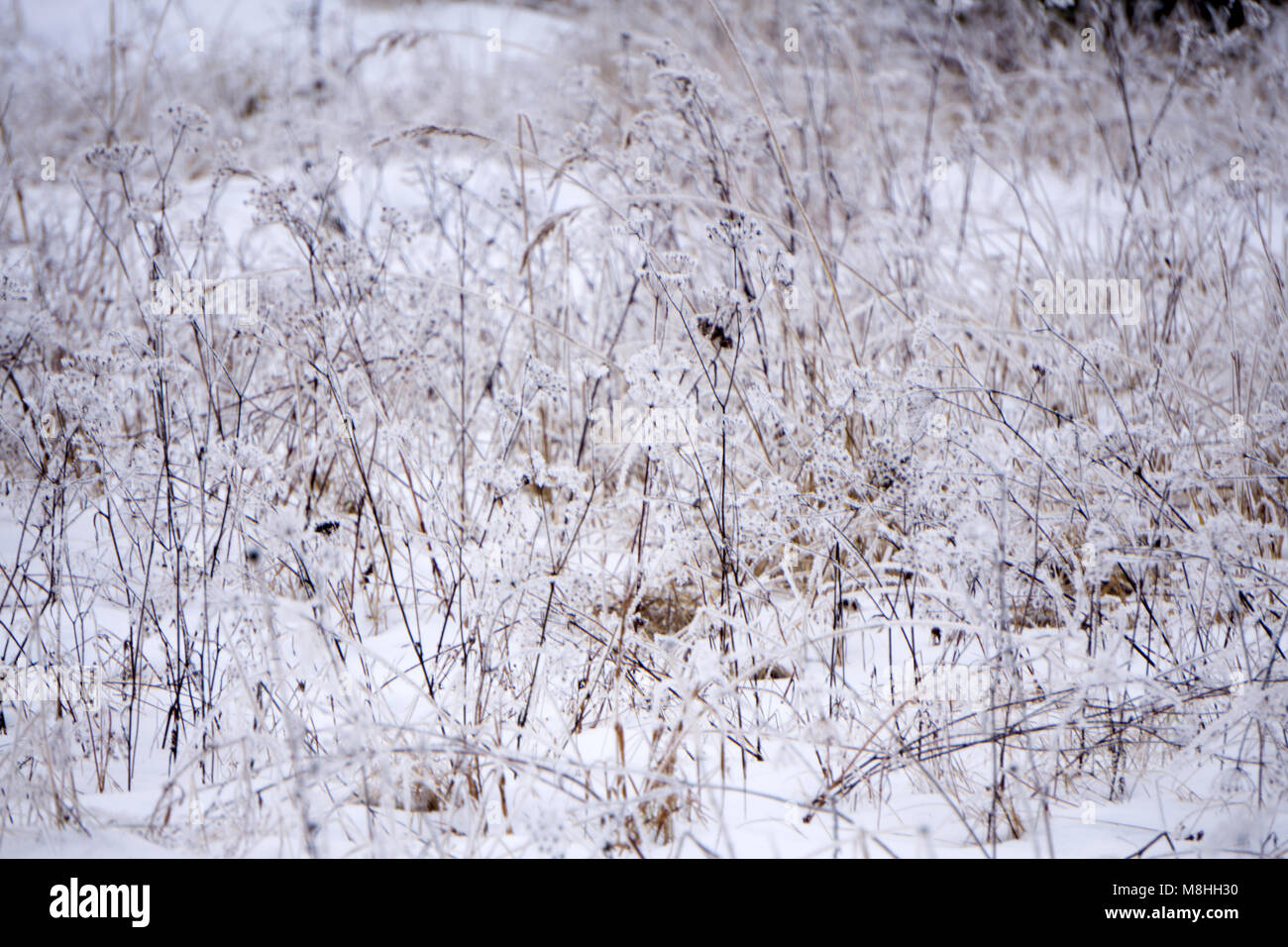 Frozen plants, winter background up weather weed Stock Photo - Alamy