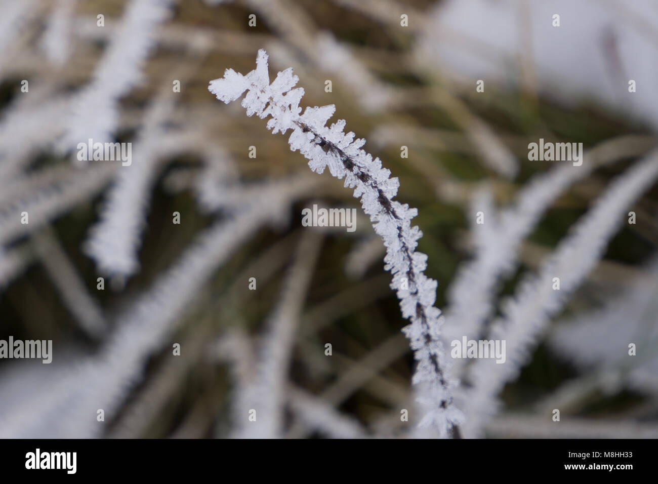 Dry plants snow hi-res stock photography and images - Alamy