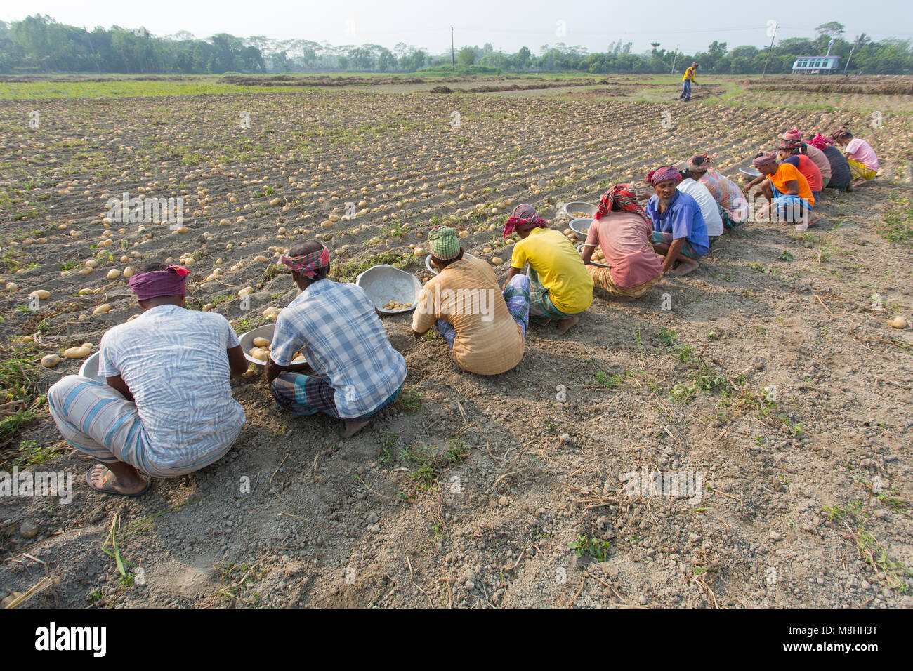 Farmers are busy to Harvest potato in a potato field, in Munshigonj ...