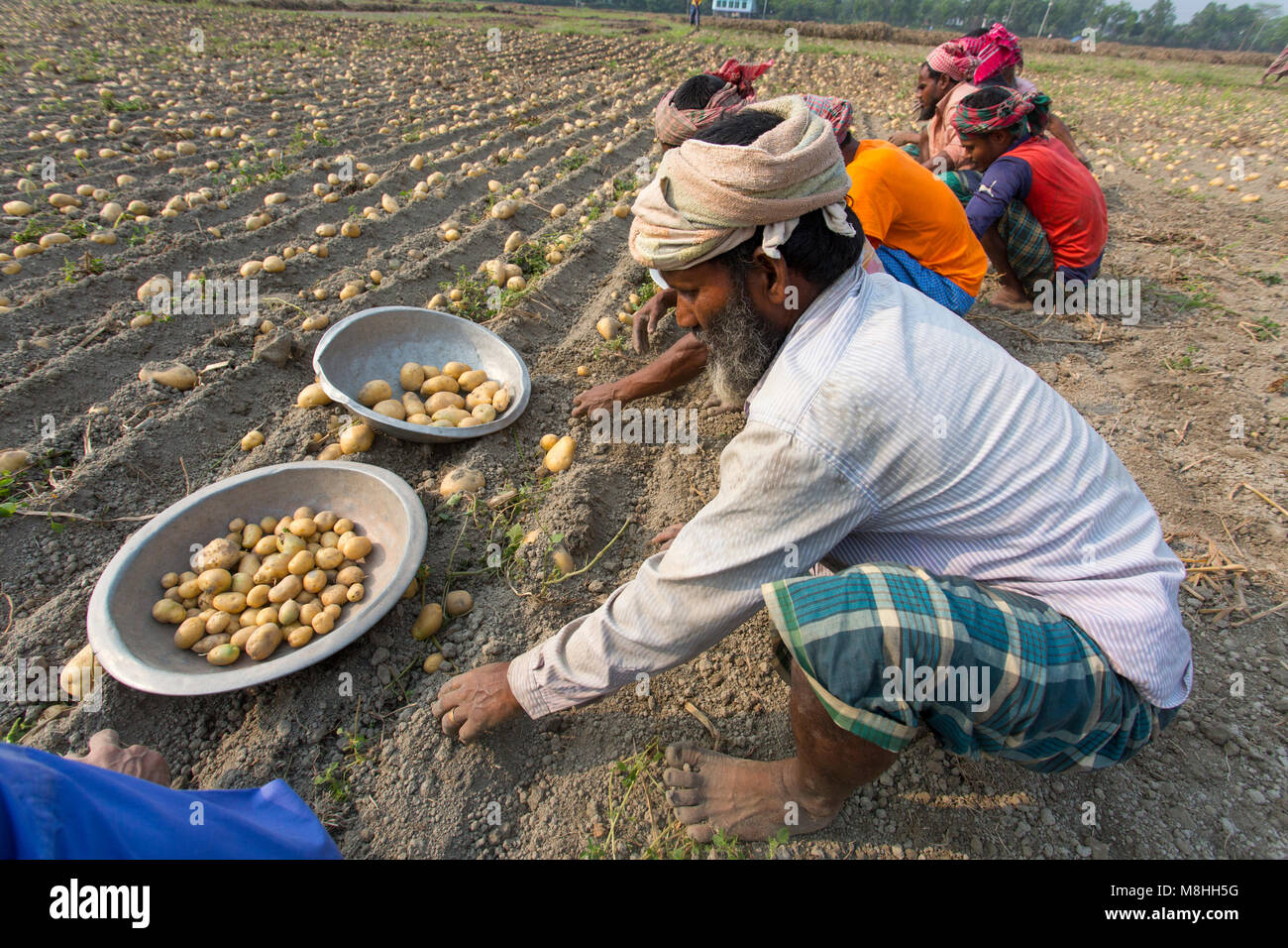 Farmers are busy to Harvest potato in a potato field, in Munshigonj ...