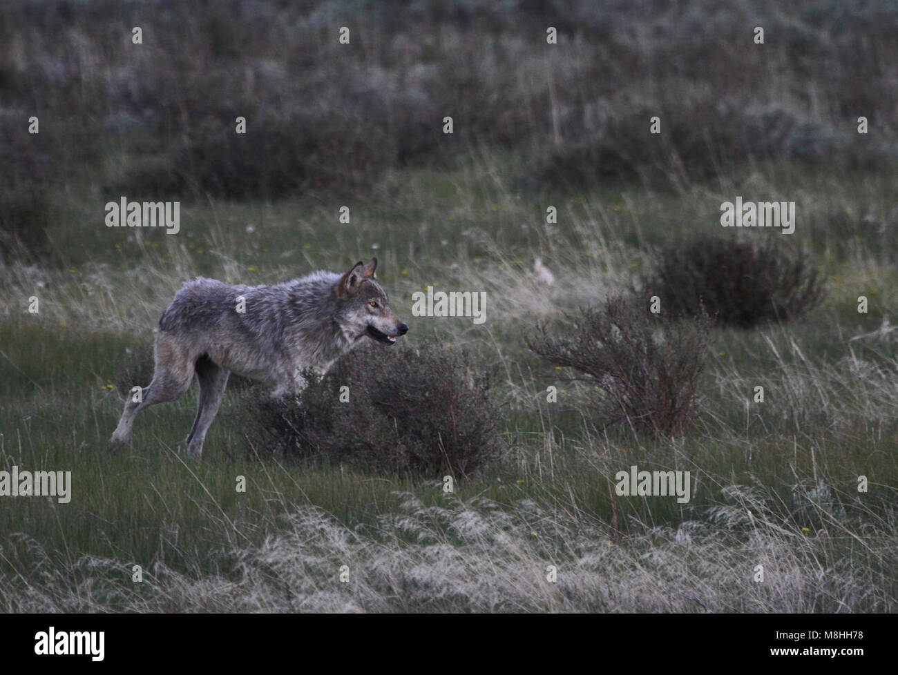 Wolf crossing Swan Lake Flat. Wolf crossing Swan Lake Flat Stock Photo ...