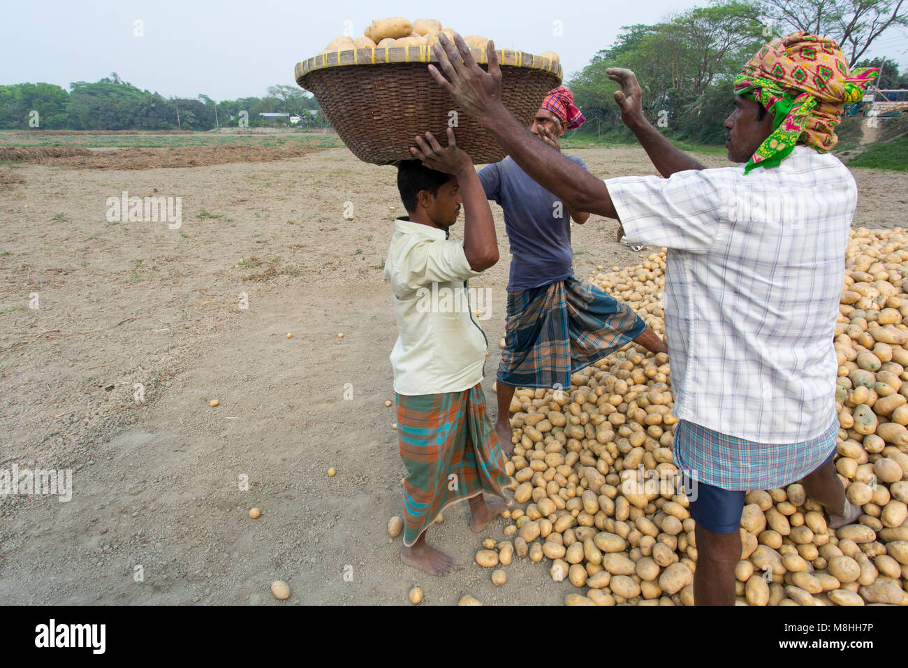 Farmers are busy to Harvest potato in a potato field, in Munshigonj ...