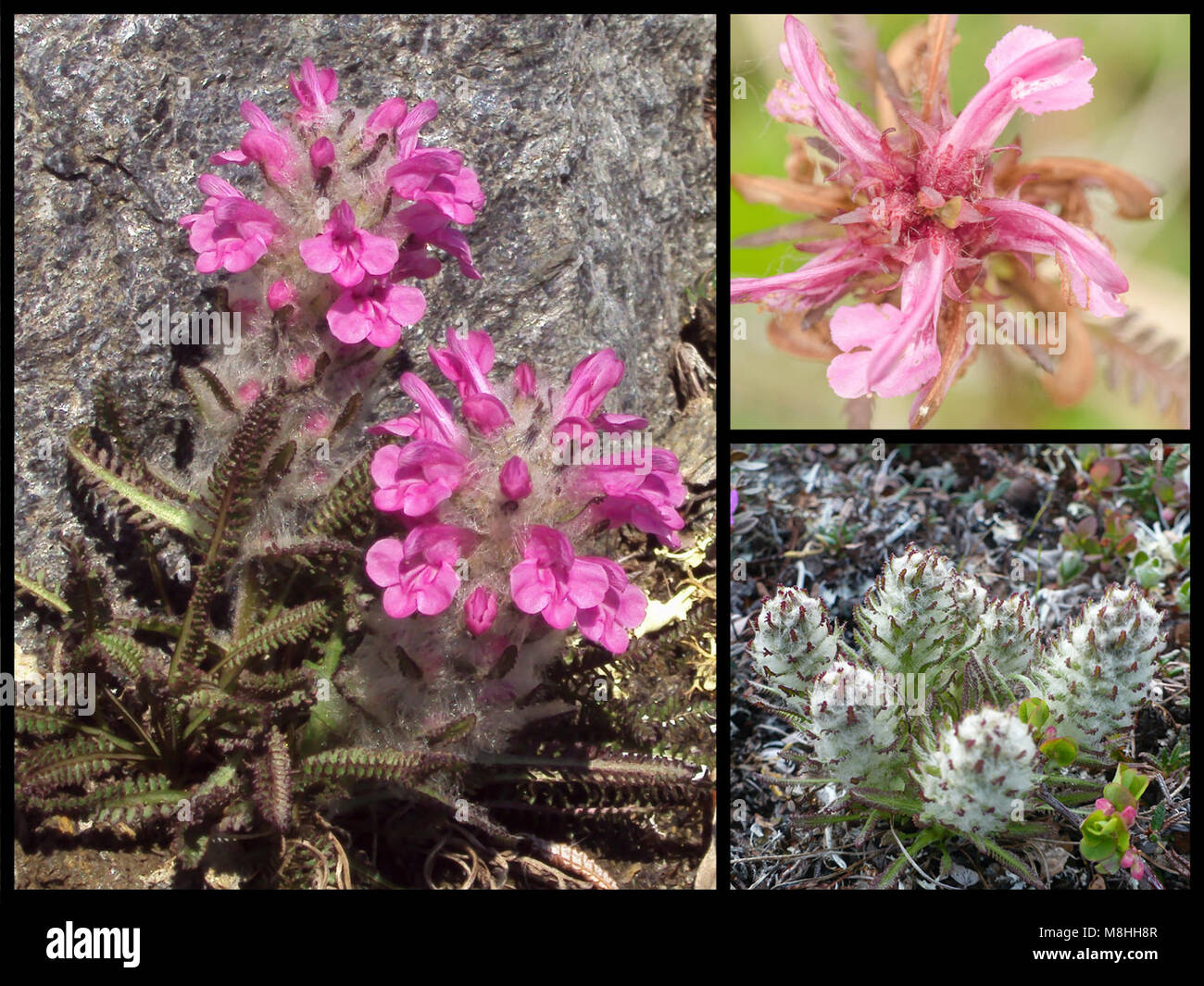 Wooly lousewort hi-res stock photography and images - Alamy
