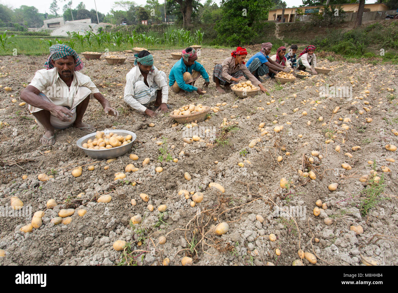 Potato cultivation in bangladesh hi-res stock photography and images ...
