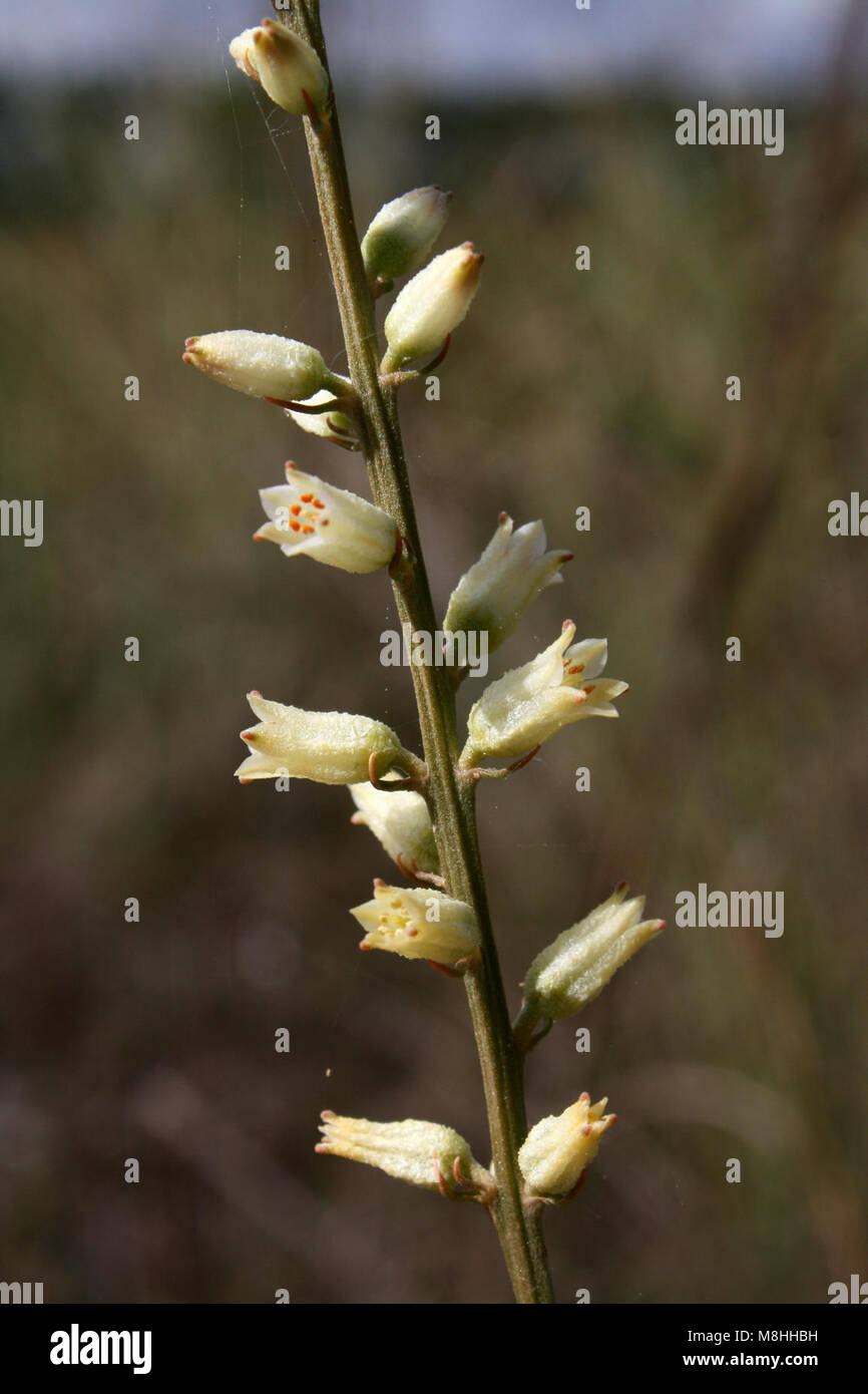 Colicroot hi-res stock photography and images - Alamy