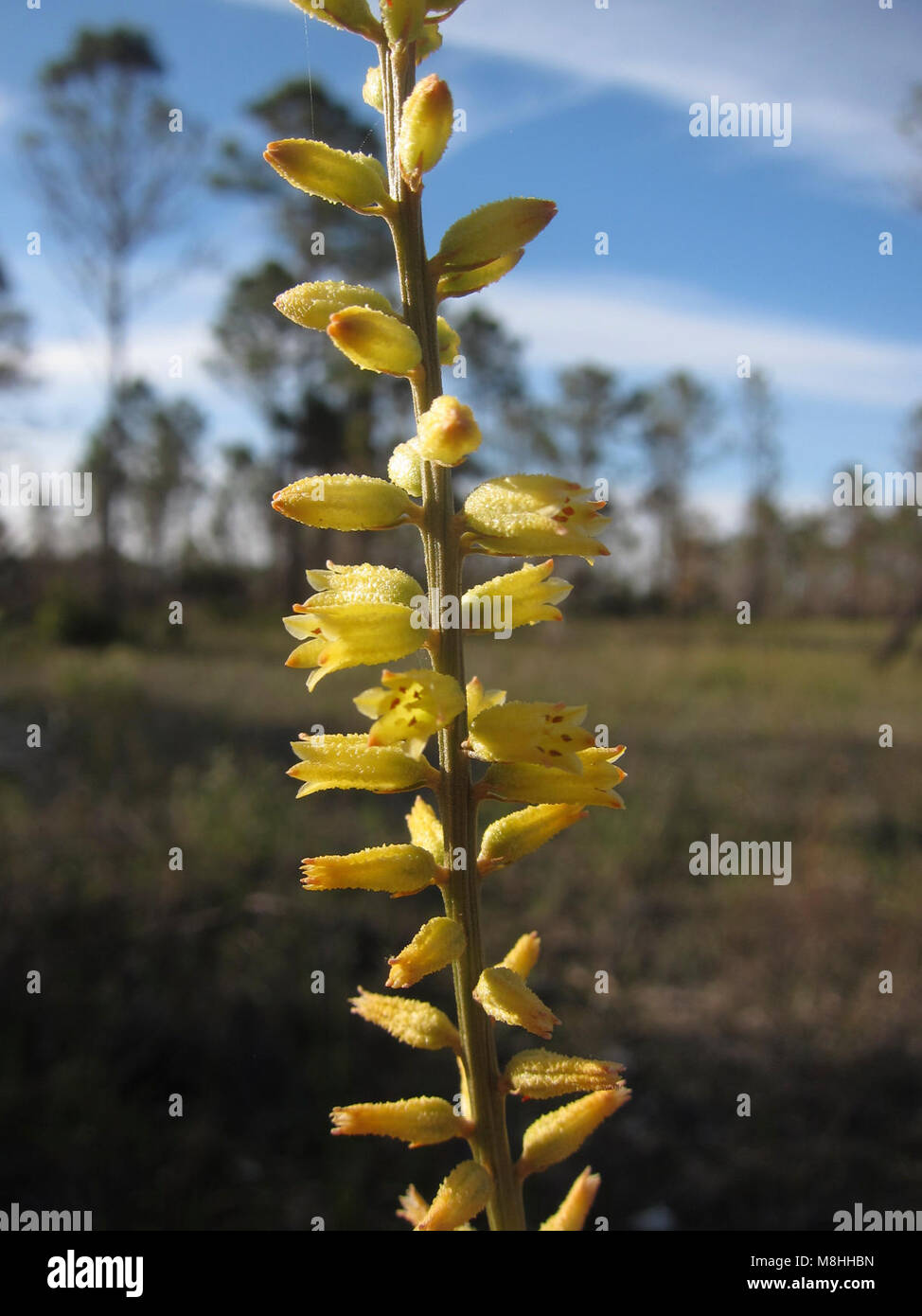 Colicroot hi-res stock photography and images - Alamy