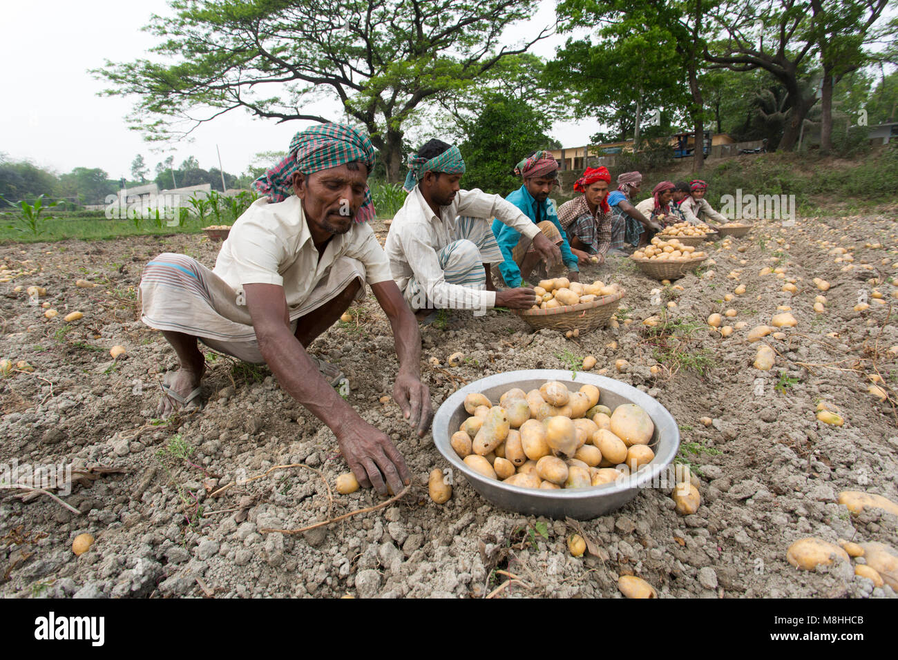 Potato cultivation in bangladesh hi-res stock photography and images ...