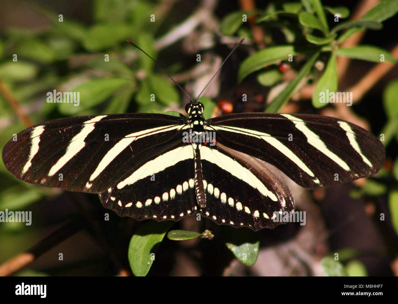 Big cypress florida butterfly hi-res stock photography and images - Alamy