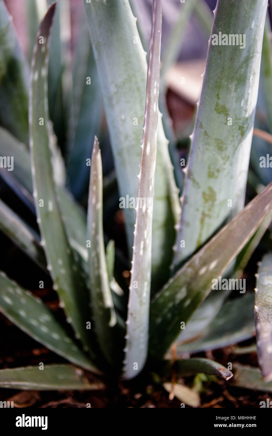 Aloe Ferox (Vera) succulent, Aalwyn Stock Photo - Alamy