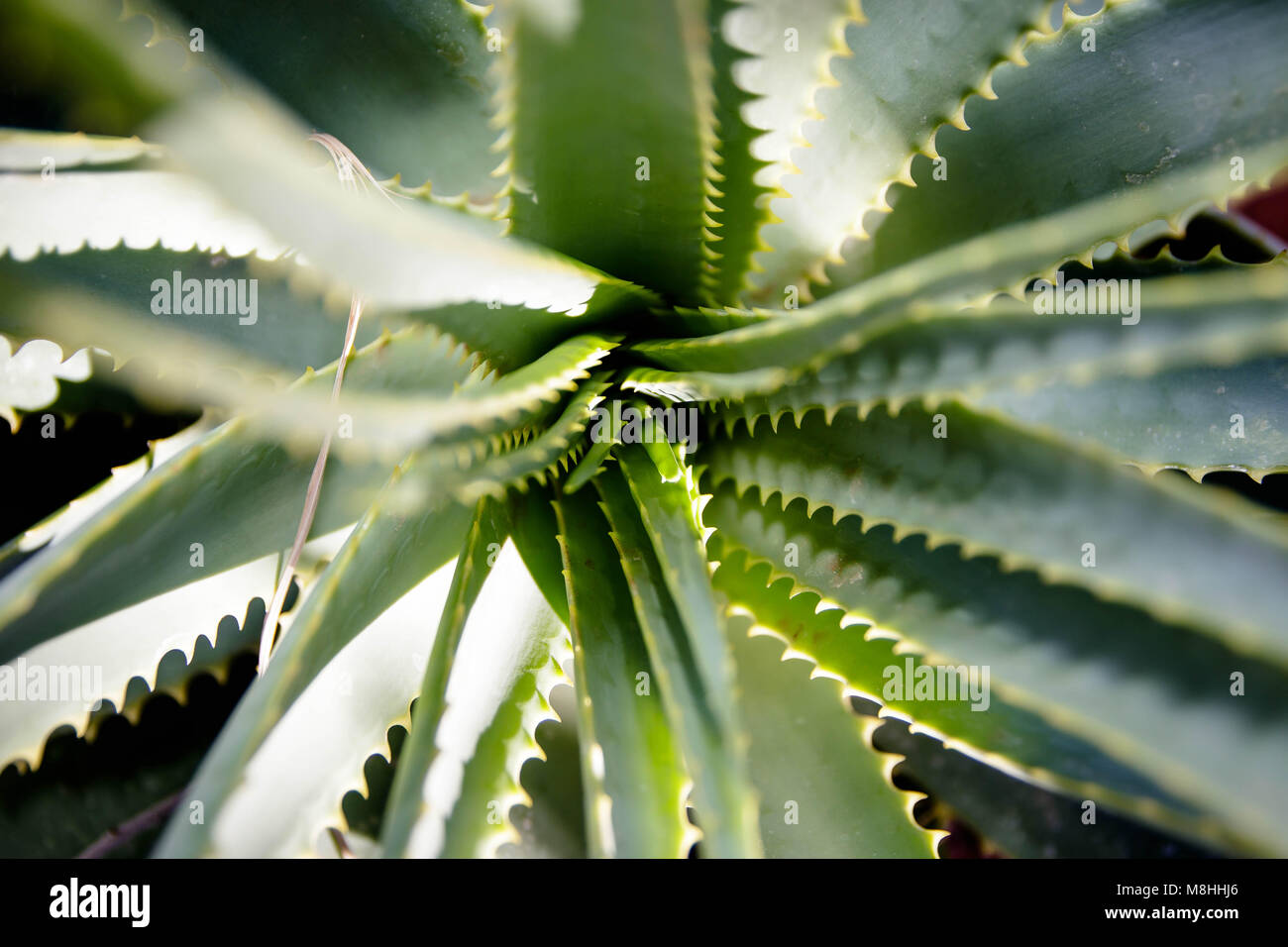 Aloe Ferox (Vera) succulent, Aalwyn Stock Photo - Alamy