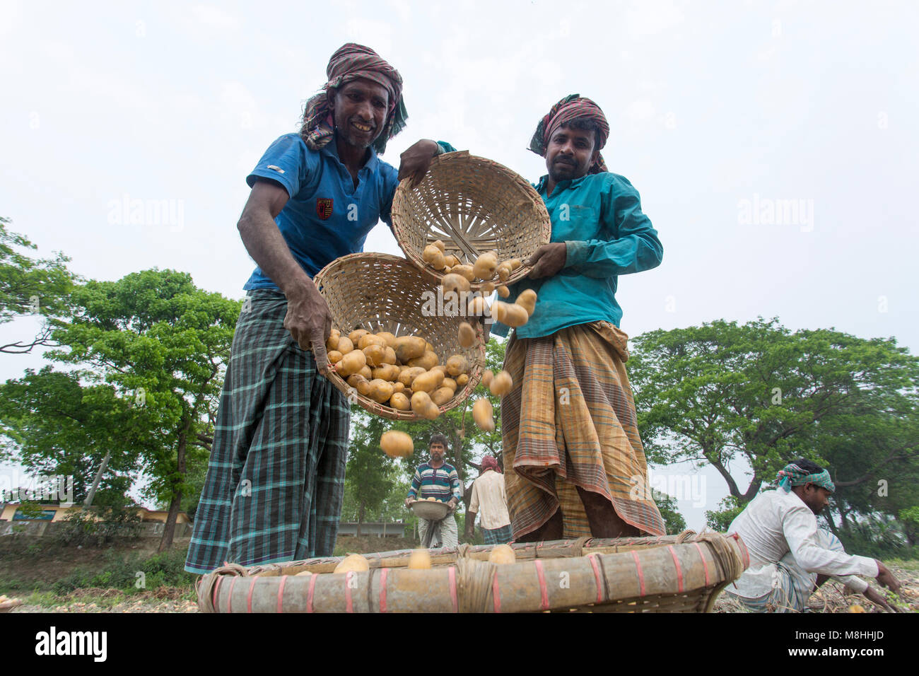 Farmers are busy to Harvest potato in a potato field, in Munshigonj ...