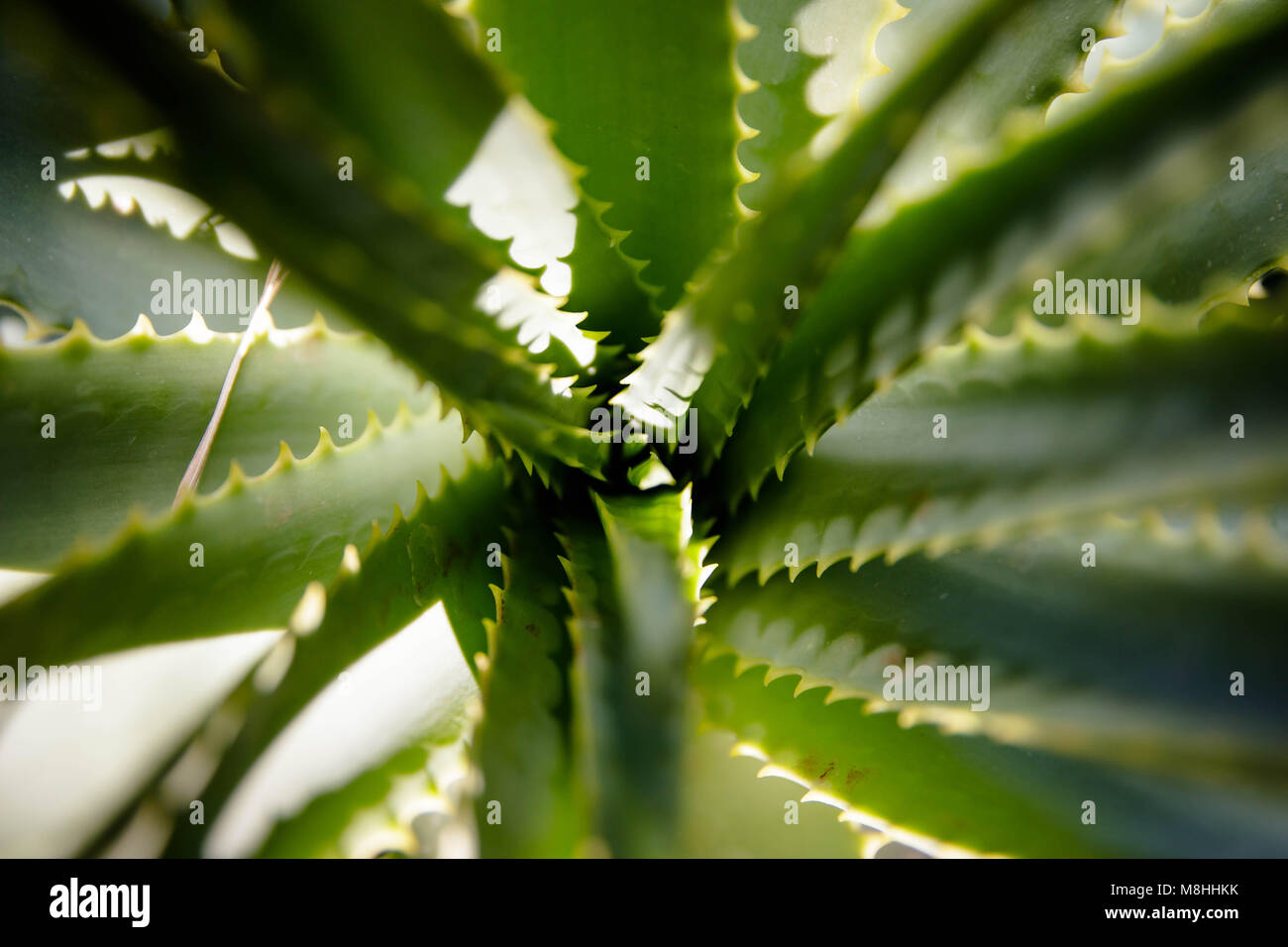 Aloe Ferox (Vera) succulent, Aalwyn Stock Photo - Alamy