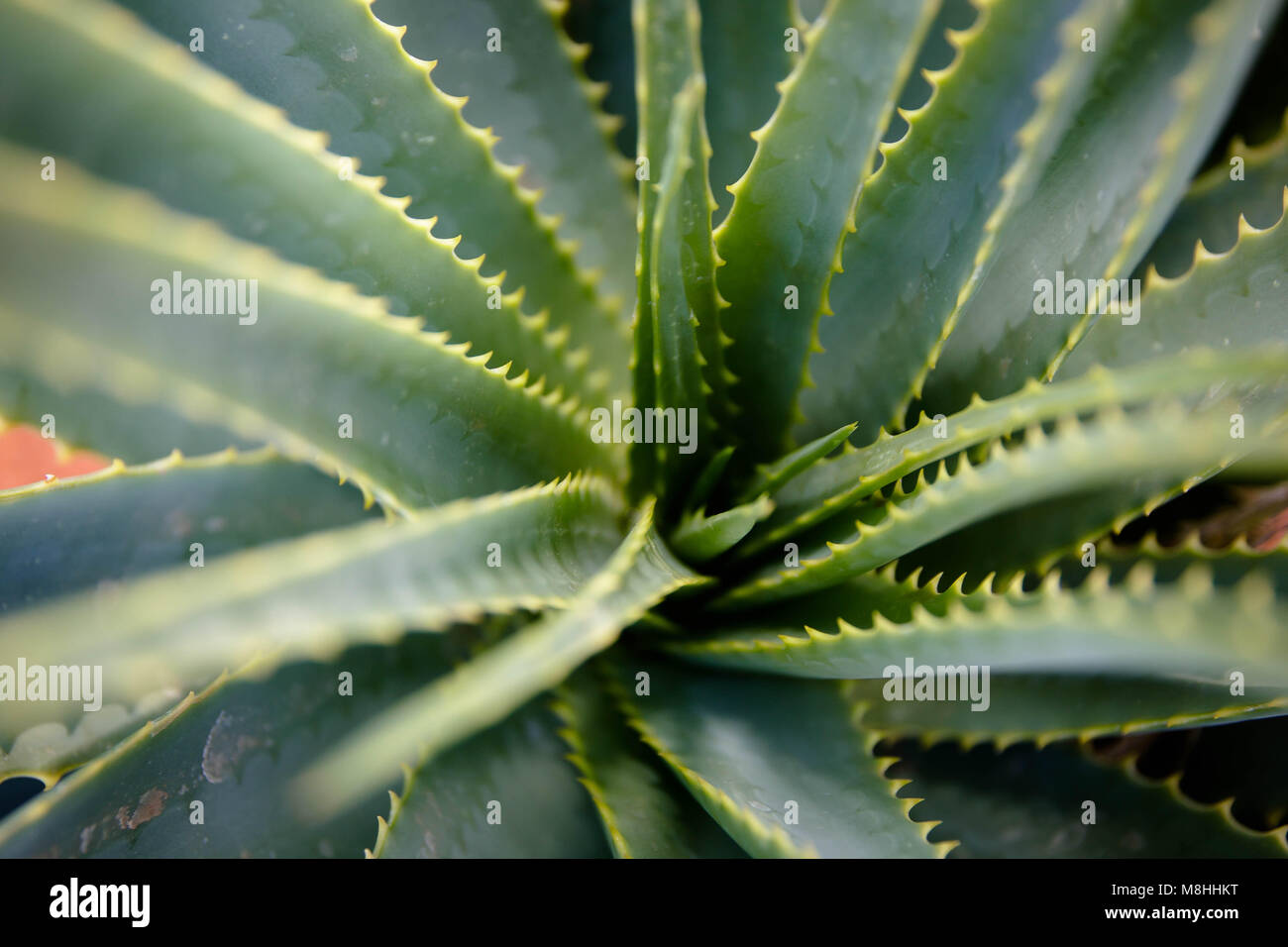 Aloe Ferox (Vera) succulent, Aalwyn Stock Photo - Alamy