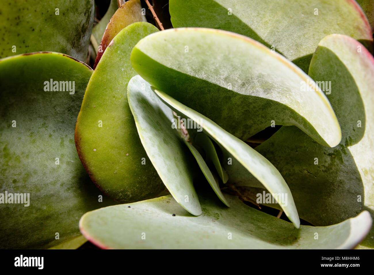 Flapjack succulent, paddle plant Stock Photo - Alamy