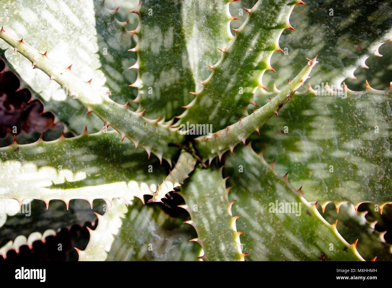 Aloe Ferox (Vera) succulent, Aalwyn Stock Photo - Alamy