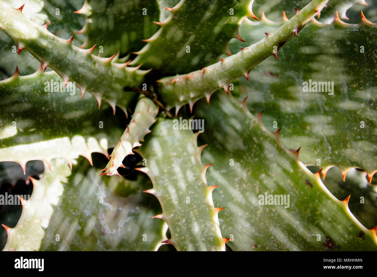 Aloe Ferox (Vera) succulent, Aalwyn Stock Photo - Alamy