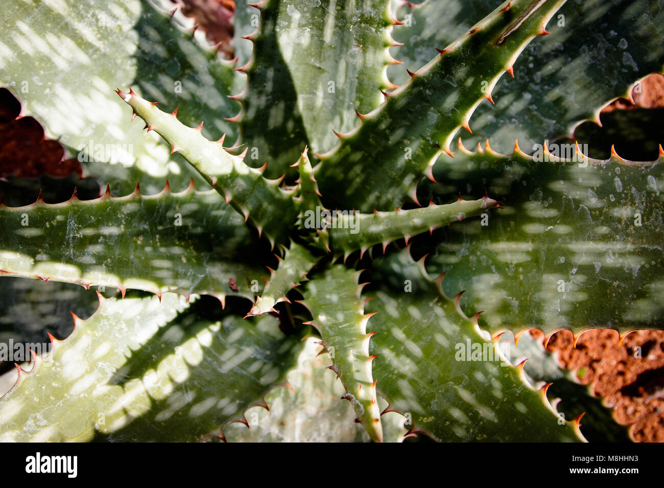 Aloe Ferox (Vera) succulent, Aalwyn Stock Photo - Alamy