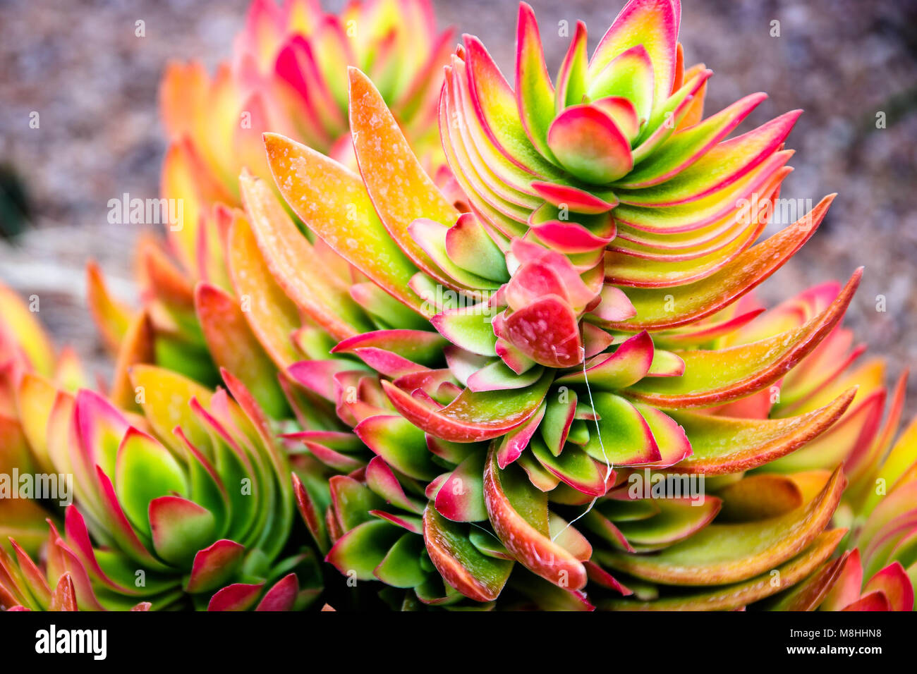 Shark tooth succulent hi-res stock photography and images - Alamy