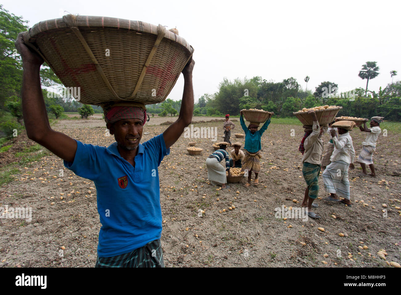 Potato cultivation in bangladesh hi-res stock photography and images ...